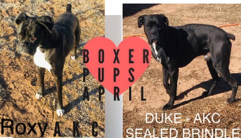 Rare AKC Sealed Brindle Boxer Puppies Rare AKC Sealed Brindle Boxer Puppies